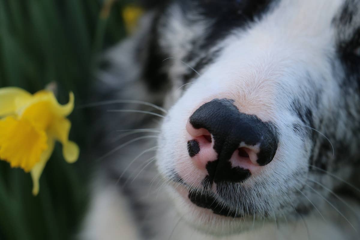 Speckle-Nosed Border Collie ‘Holds Hands’ Like Delicate Lady - Parade Pets
