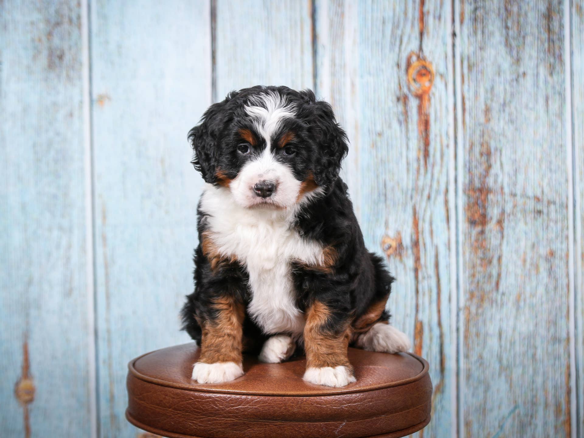 Ultra Bernedoodle is Low-Allergen and as Mellow as Can Be - Parade Pets