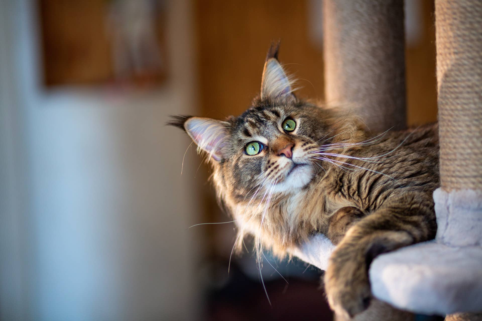Unique-Patterned Maine Coon Confused by His Mischievous Brother ...