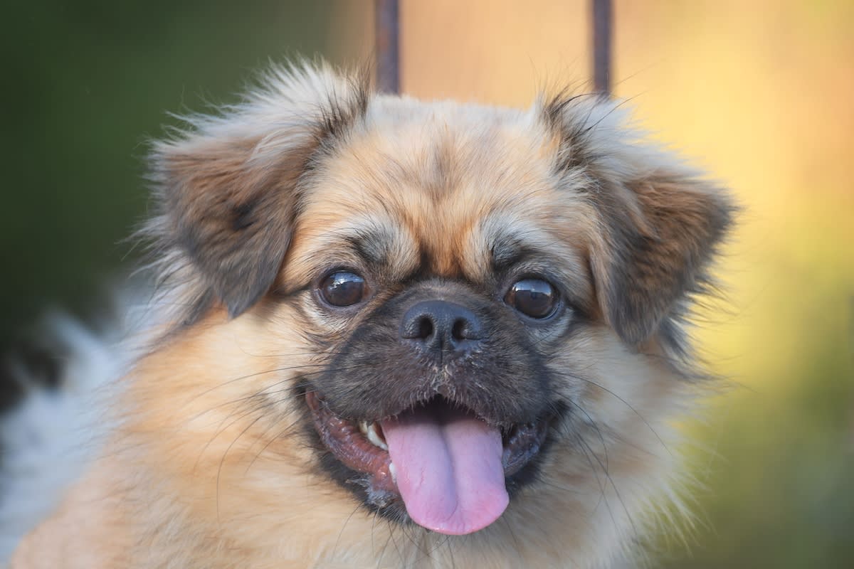 Tiny Pekingese Becomes 'Run Club Supervisor' of NYC - Parade Pets