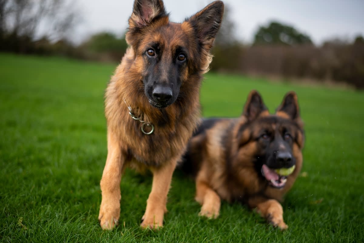 German Shepherd Duo ‘Romeo’ and ‘Juliet’ Give off Major Guard Dog Vibes ...