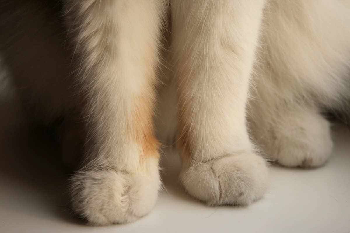 Rare ‘Paint Splatter’ Ragdoll Cat Is the Prettiest Kitty - Parade Pets