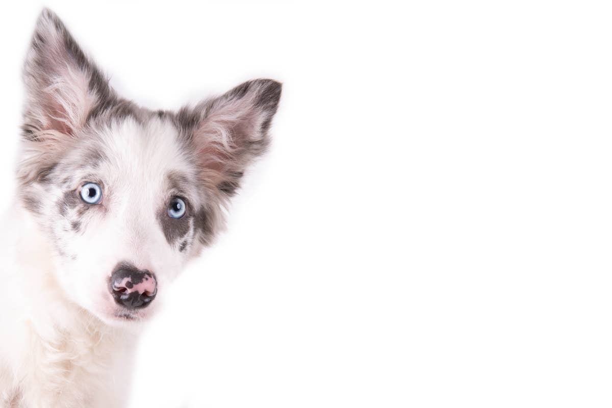 Beautiful Border Collie With Unique Star Nose Looks Like She's Always ...