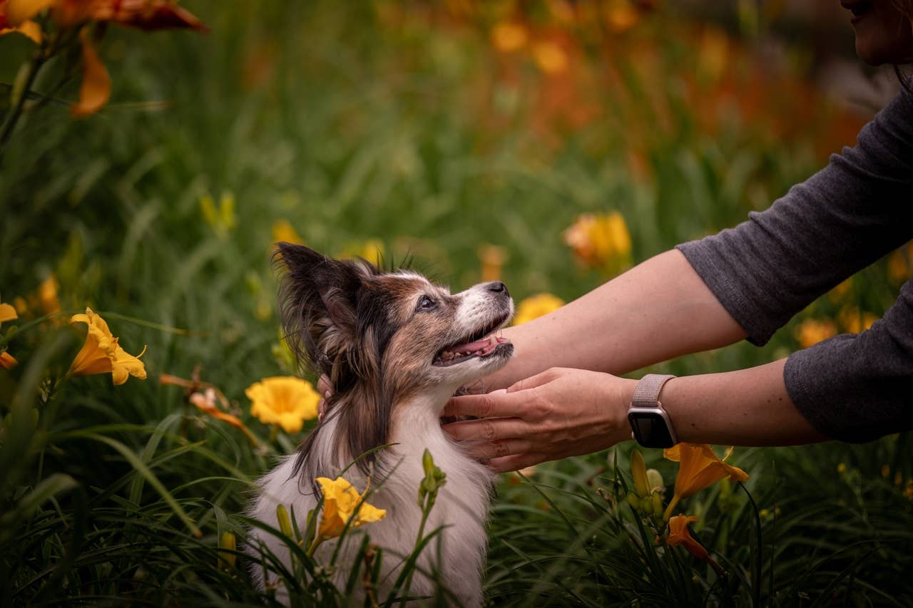 7 Adorable Dog Breeds That Are Pure Cuteness, Say Experts - Parade Pets
