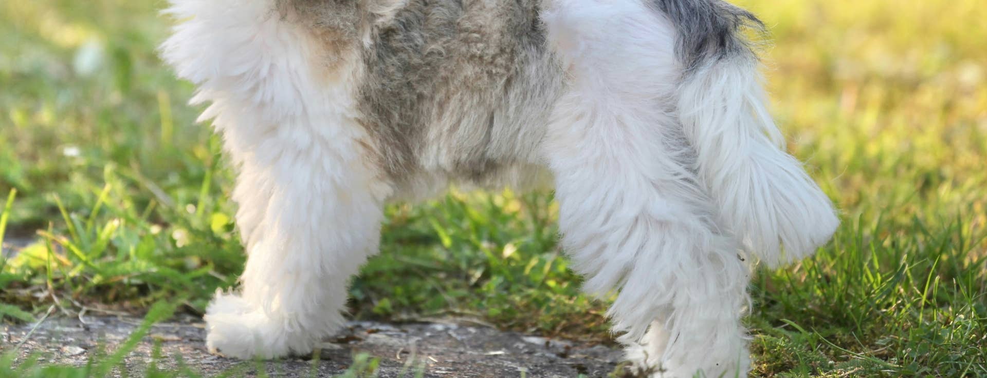 Rare Piebald Biewer Terrier Puppy Looks Like a Real-Life Stuffed Animal ...