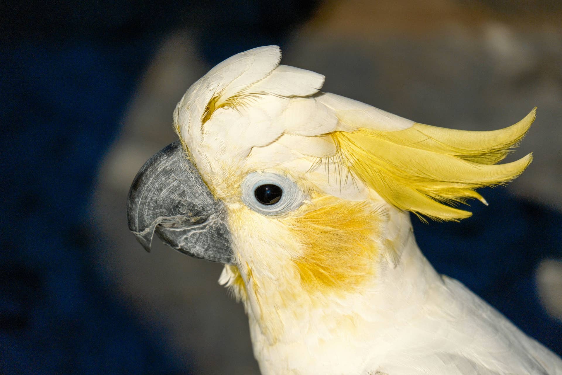Cockatoo Celebrating Football Goal With Dad Is the Best Little Hype Man ...