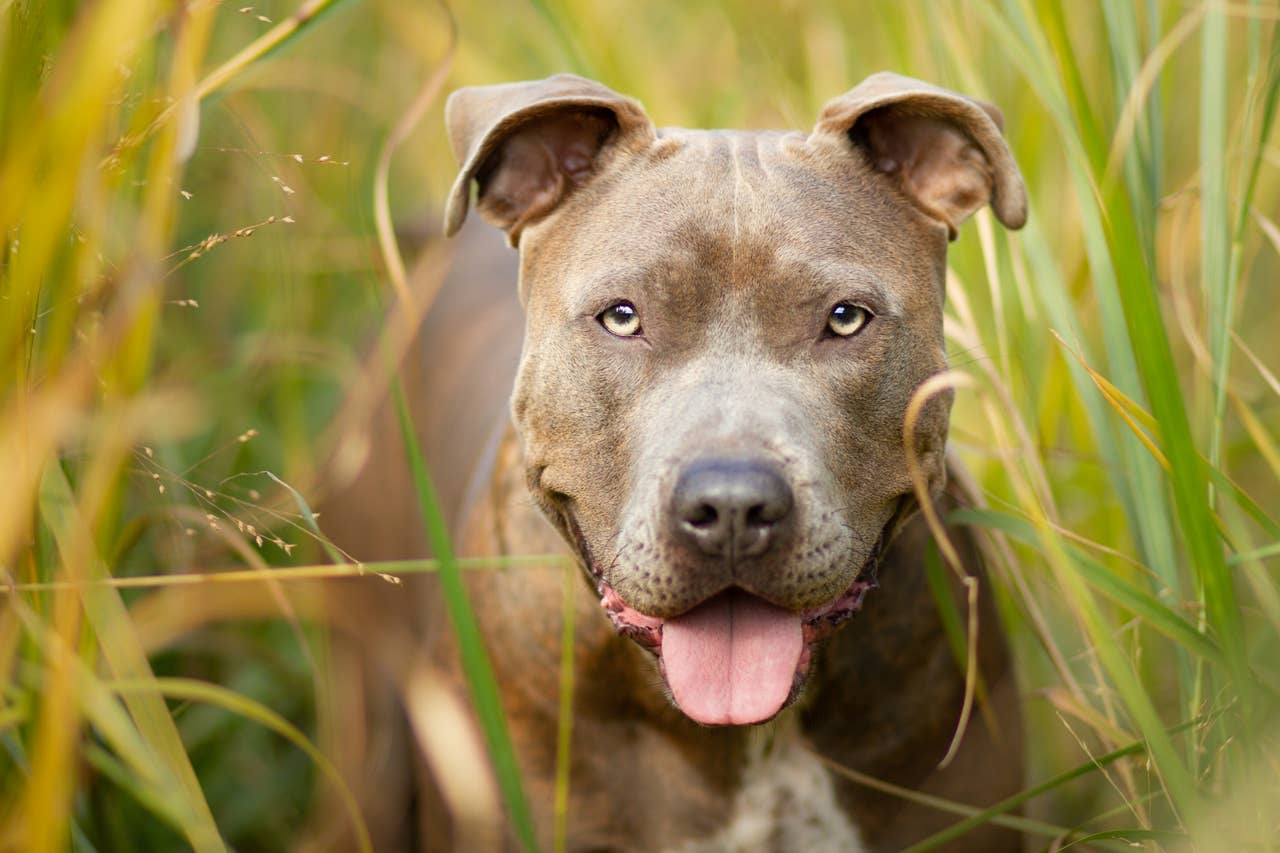 6 Scary but Cute Dog Breeds Perfect for Halloween - Parade Pets