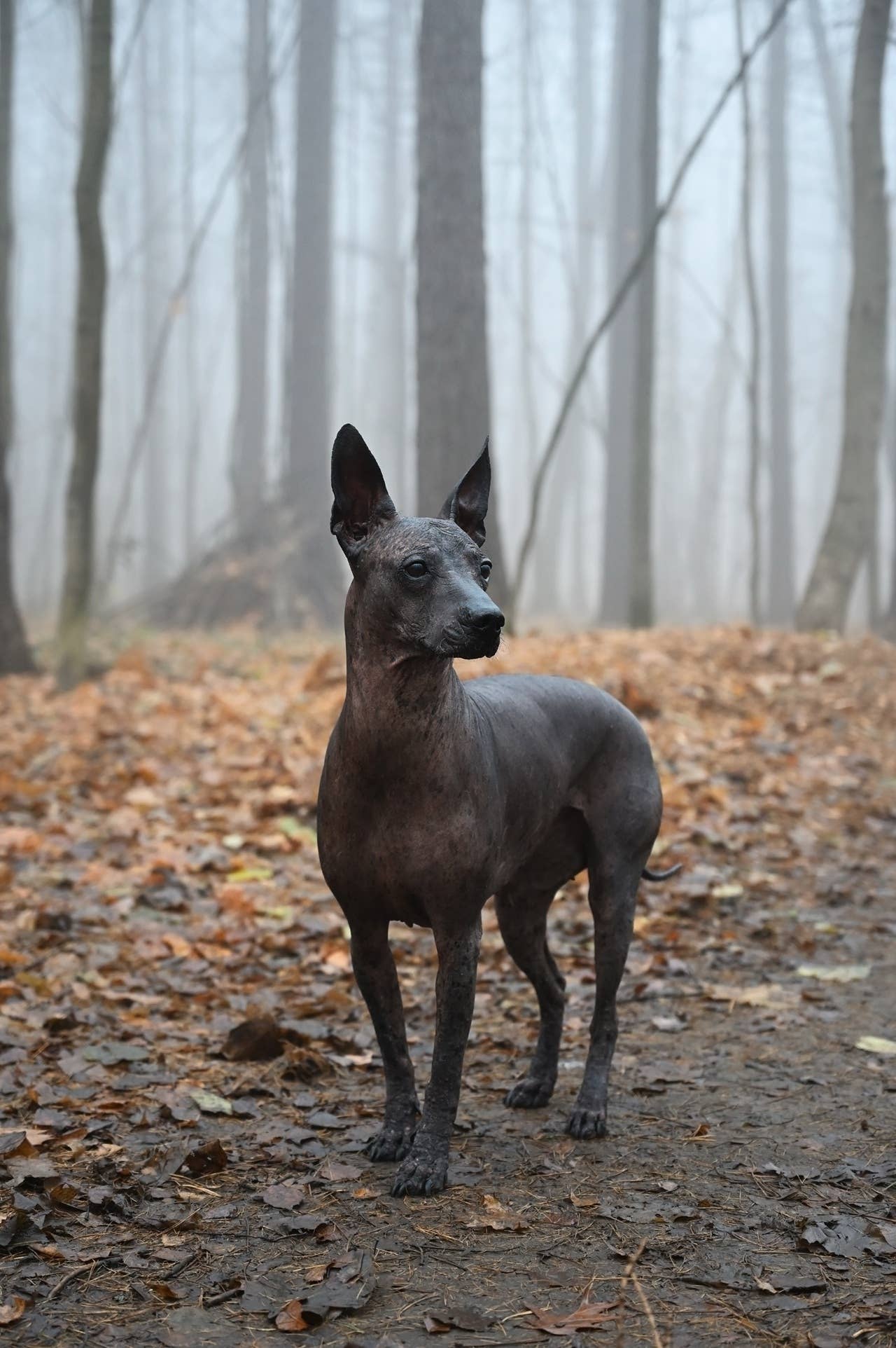 6 Scary but Cute Dog Breeds Perfect for Halloween - Parade Pets