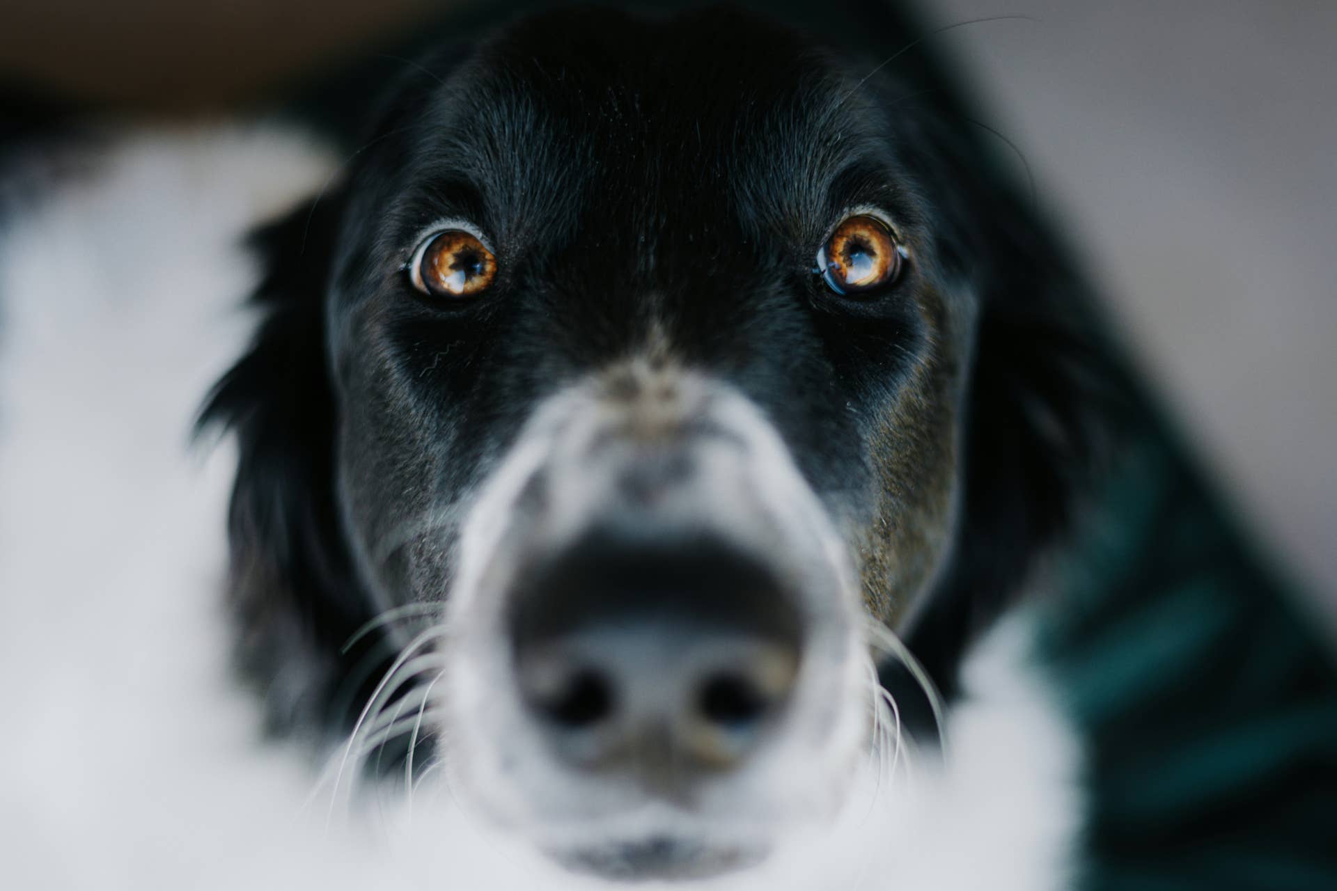10 Things You Can Do to Help Your Dog Feel Safe - Parade Pets