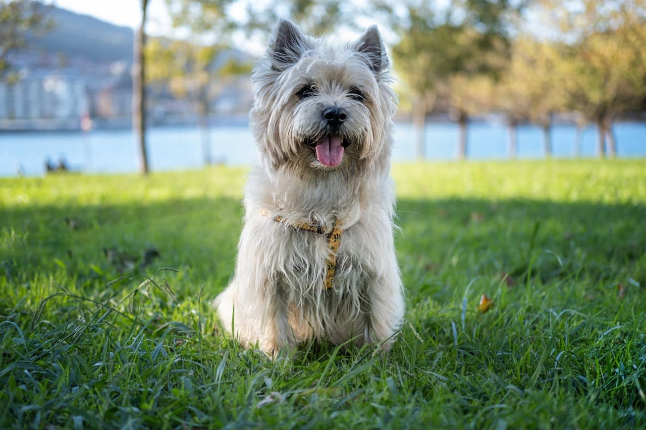 7 Small Guard Dogs That Are Cute, Fierce & Loyal, Say Experts - Parade Pets