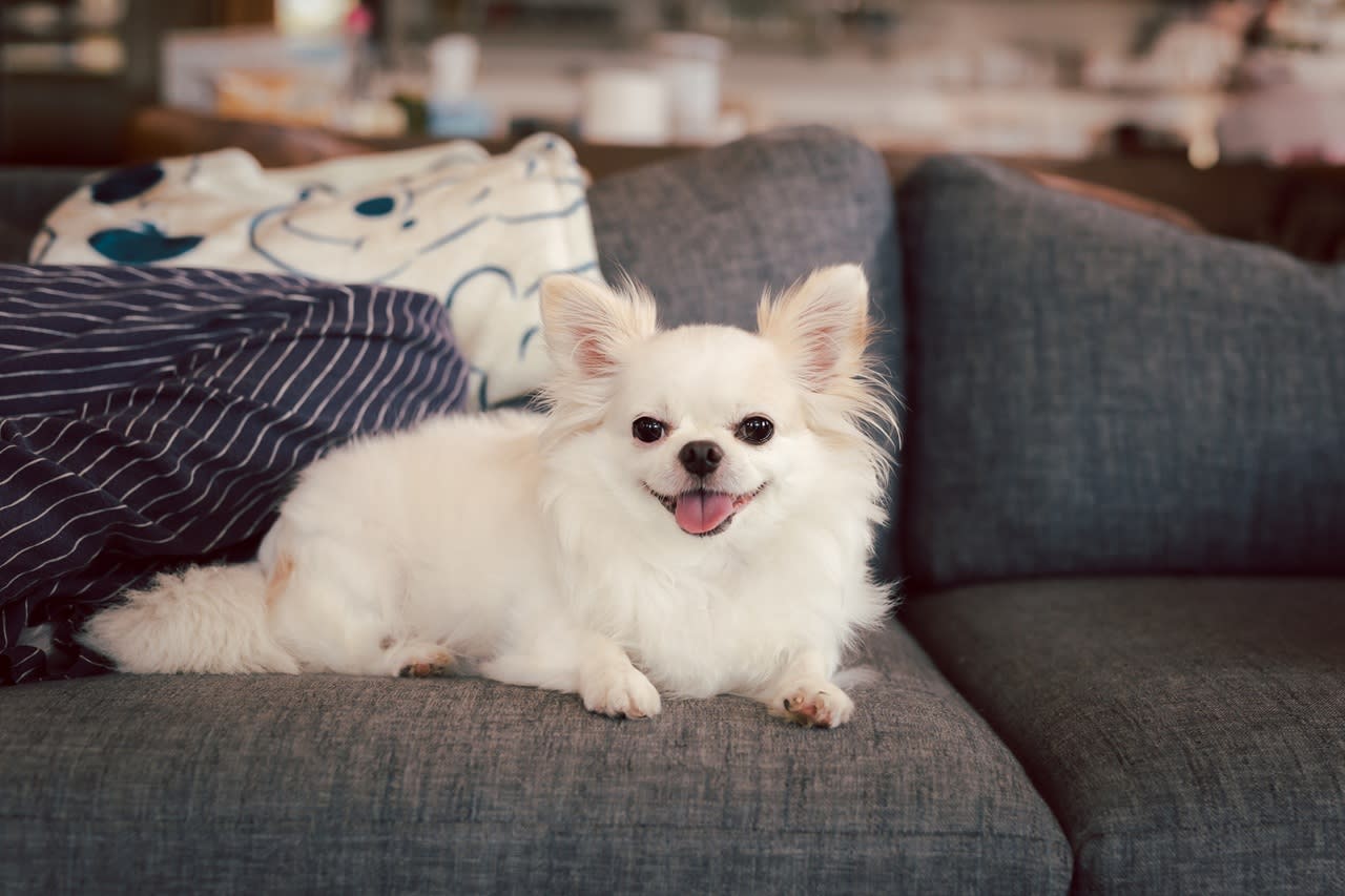 7 Small Guard Dogs That Are Cute, Fierce & Loyal, Say Experts - Parade Pets
