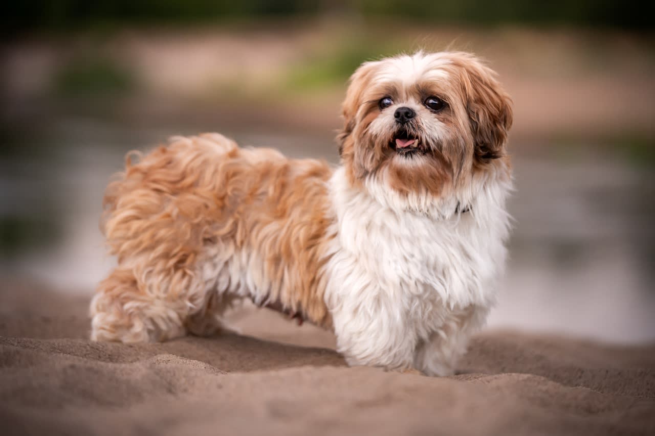 7 Small Guard Dogs That Are Cute, Fierce & Loyal, Say Experts - Parade Pets