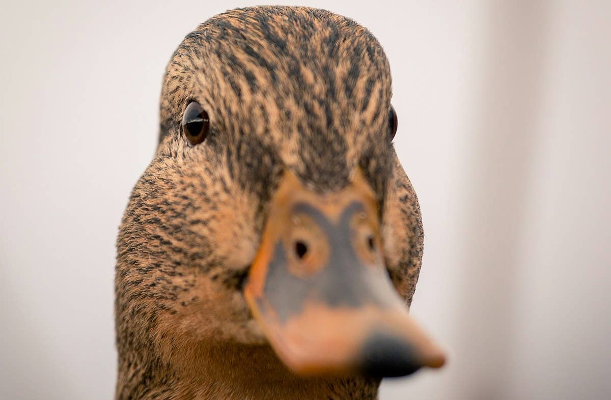 Call Duck Is So Cute, People Can’t Even Believe He’s Real - Parade Pets
