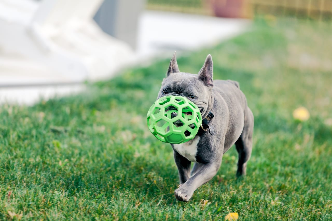 The Best and Worst Toy Colors for Your Dog, Says a Vet - Parade Pets