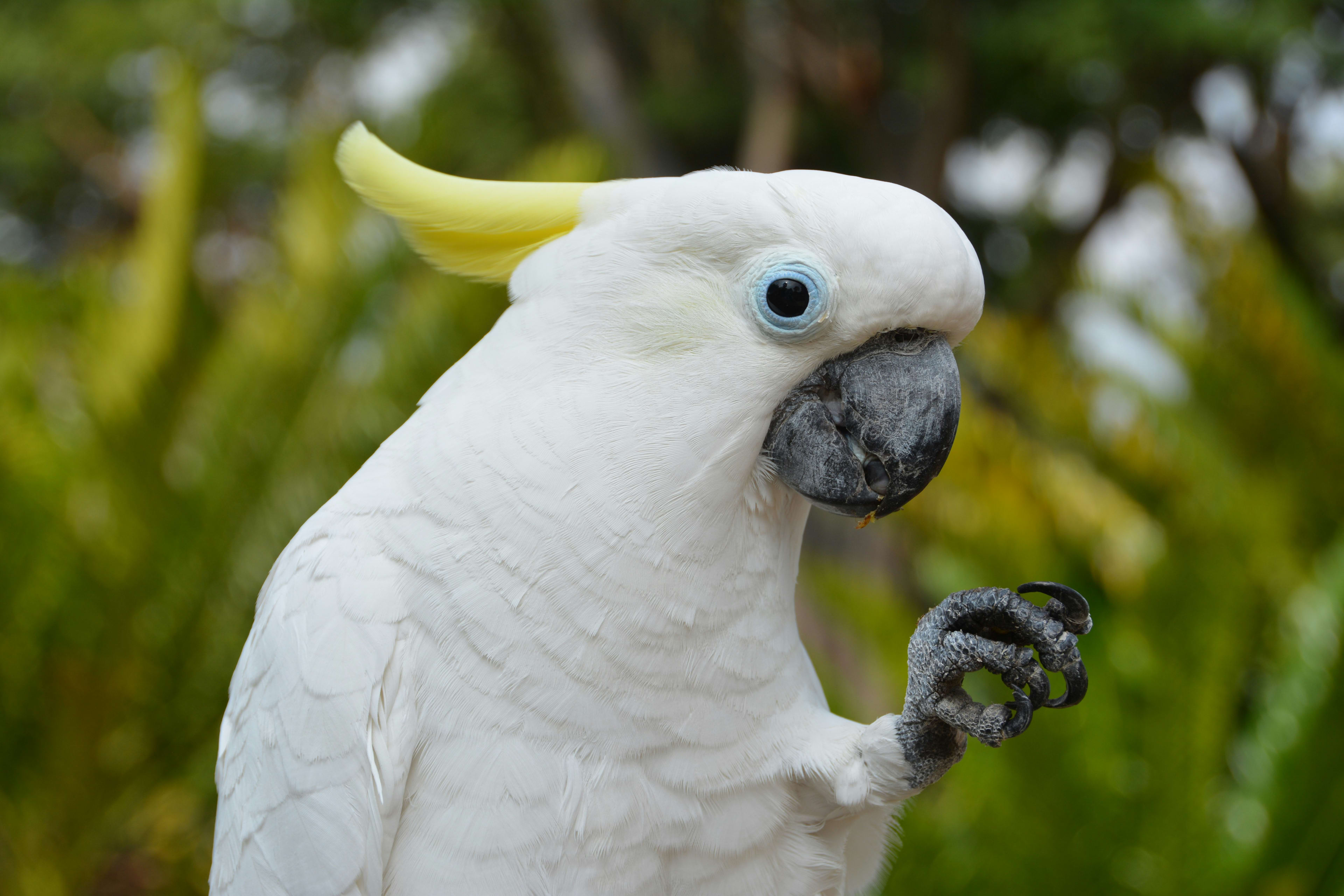 Cockatoo's Sweet Message for Ducks Is Melting Hearts Everywhere ...