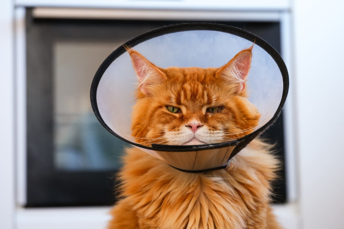 Maine Coon Cat With 'Cone of Shame' Still Rules Game of Fetch - Parade Pets