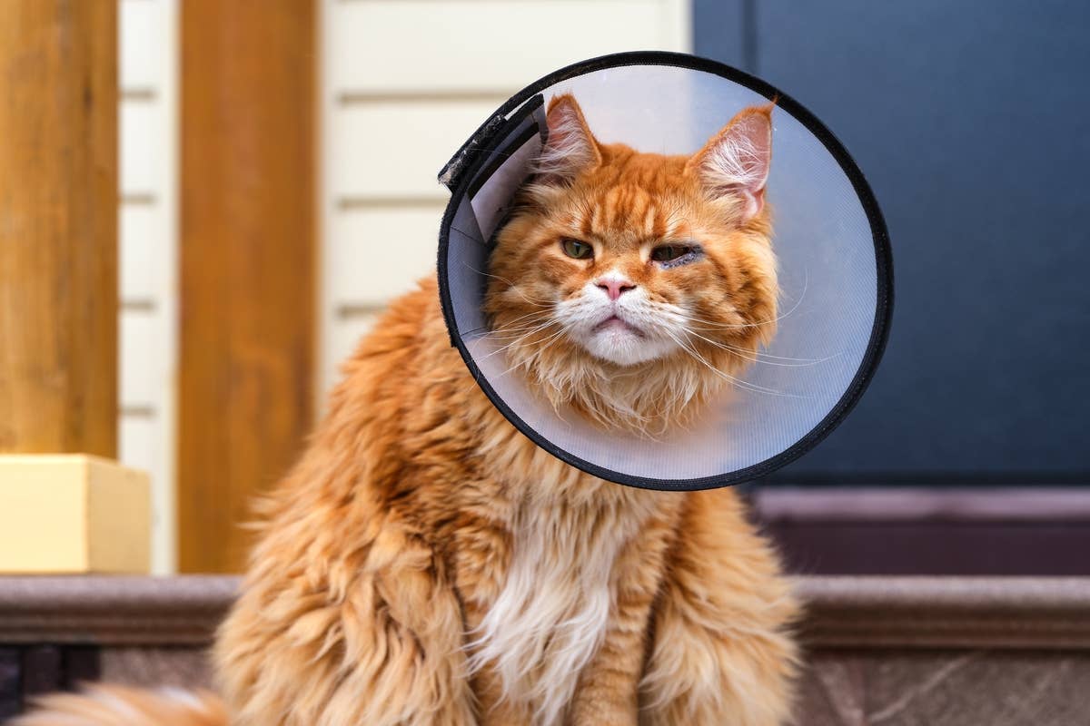Maine Coon Cat With 'Cone of Shame' Still Rules Game of Fetch - Parade Pets