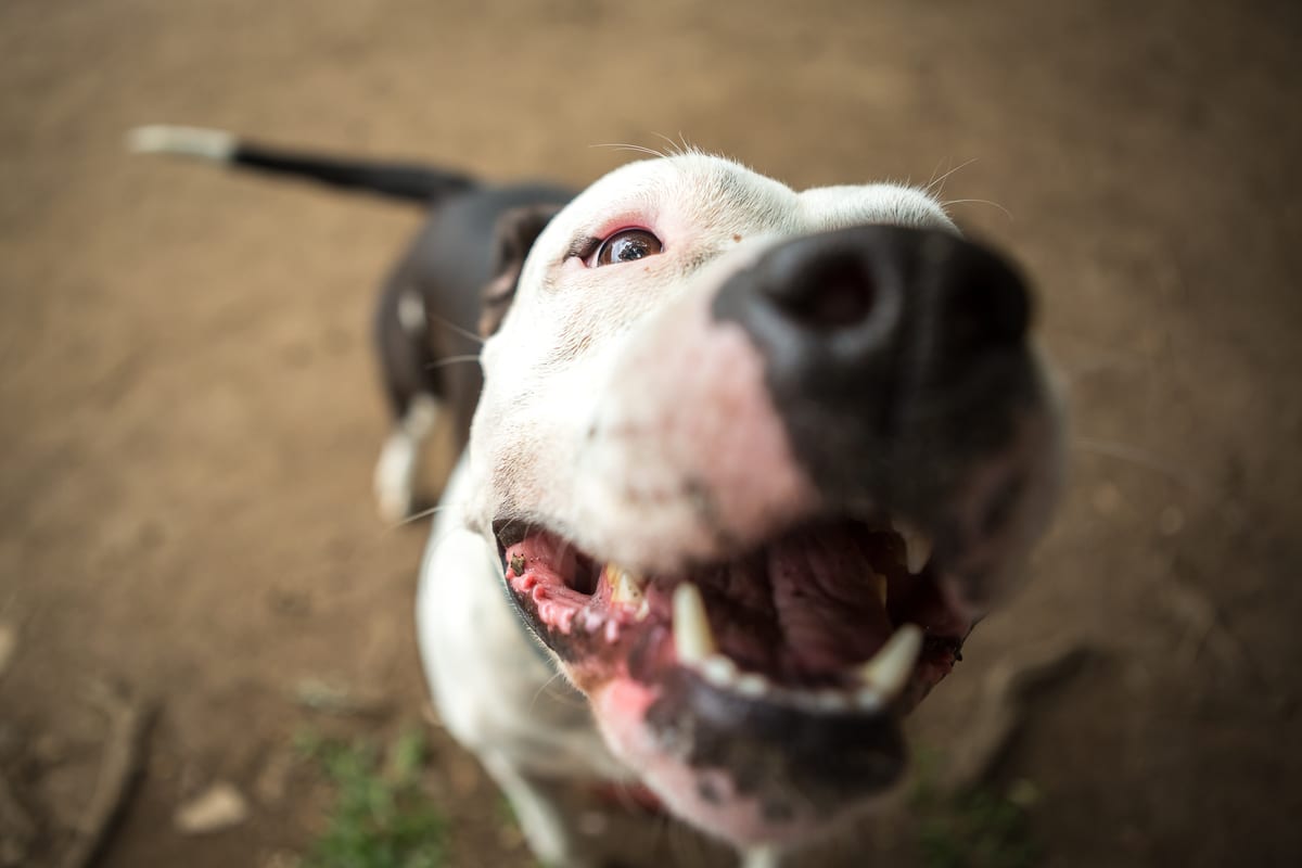 Pit Bulls Attend Sister's Dance Recital With Funny Motive - Parade Pets