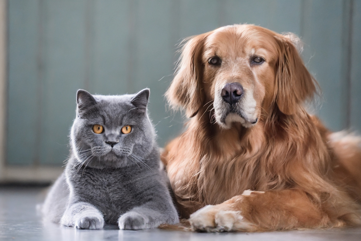 Golden Retriever Who's Unfazed by Slaps From the Cat Is Adorably ...