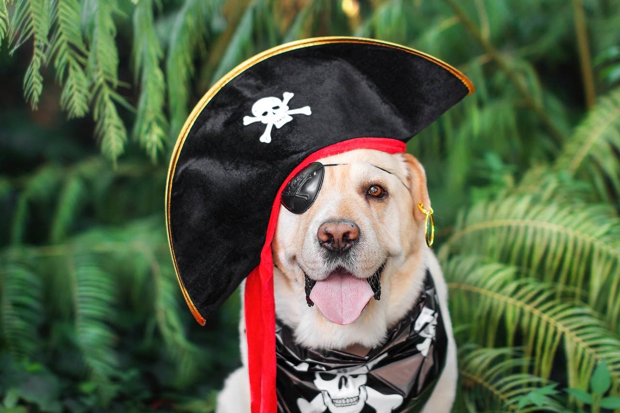 10 Funny Halloween Costumes for Dogs That'll Make You Laugh - Parade Pets