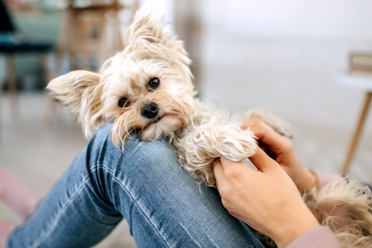 7 Small Hypoallergenic Dog Breeds That Don’t Shed Everywhere - Parade Pets