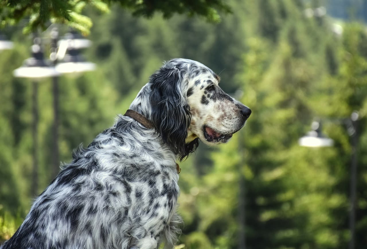 7 of the Prettiest Dog Breeds You'll Ever Meet, Say Experts - Parade Pets