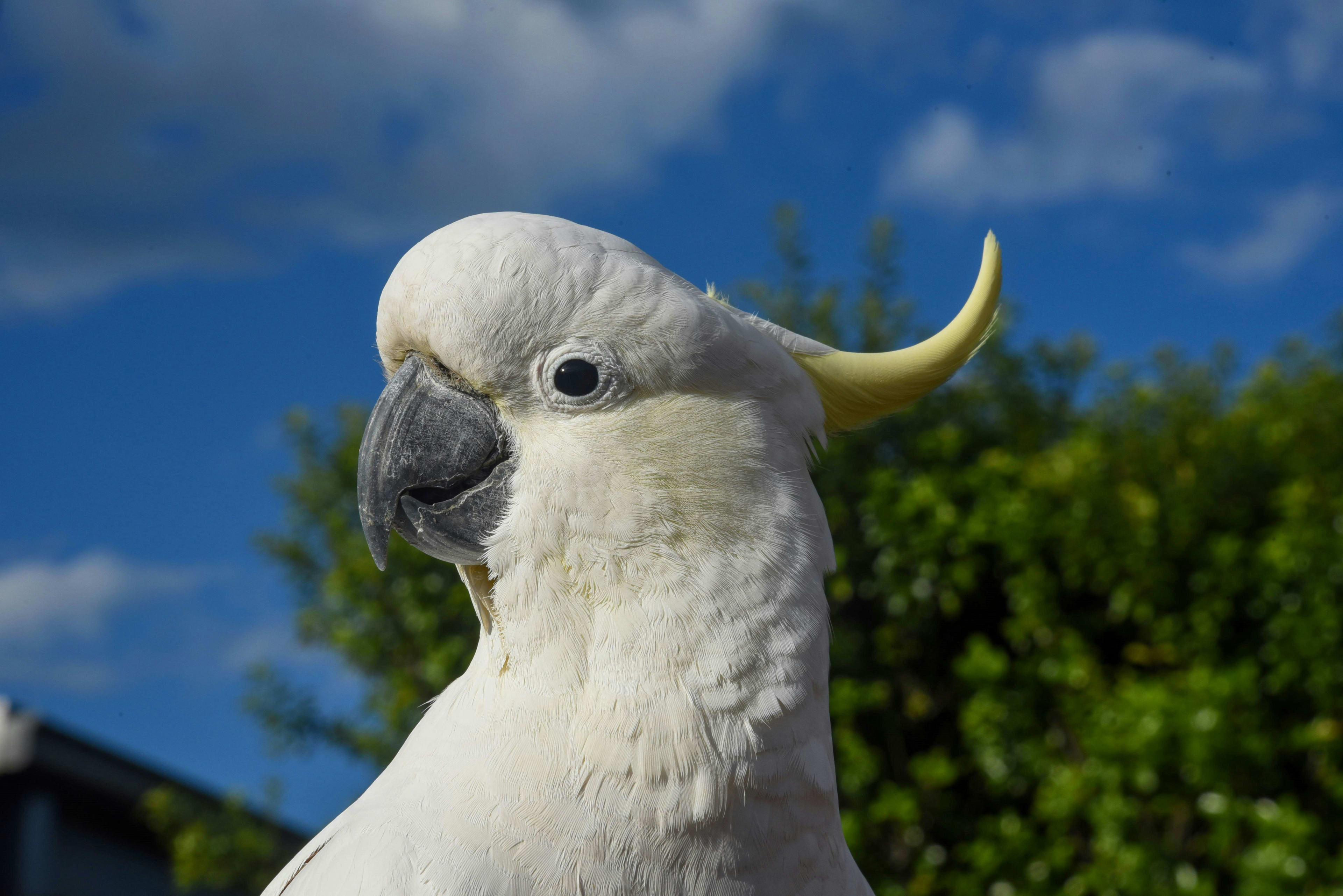 Loving Cockatoo's Adorable Pep Talk for Dog Sibling Will Melt Your ...