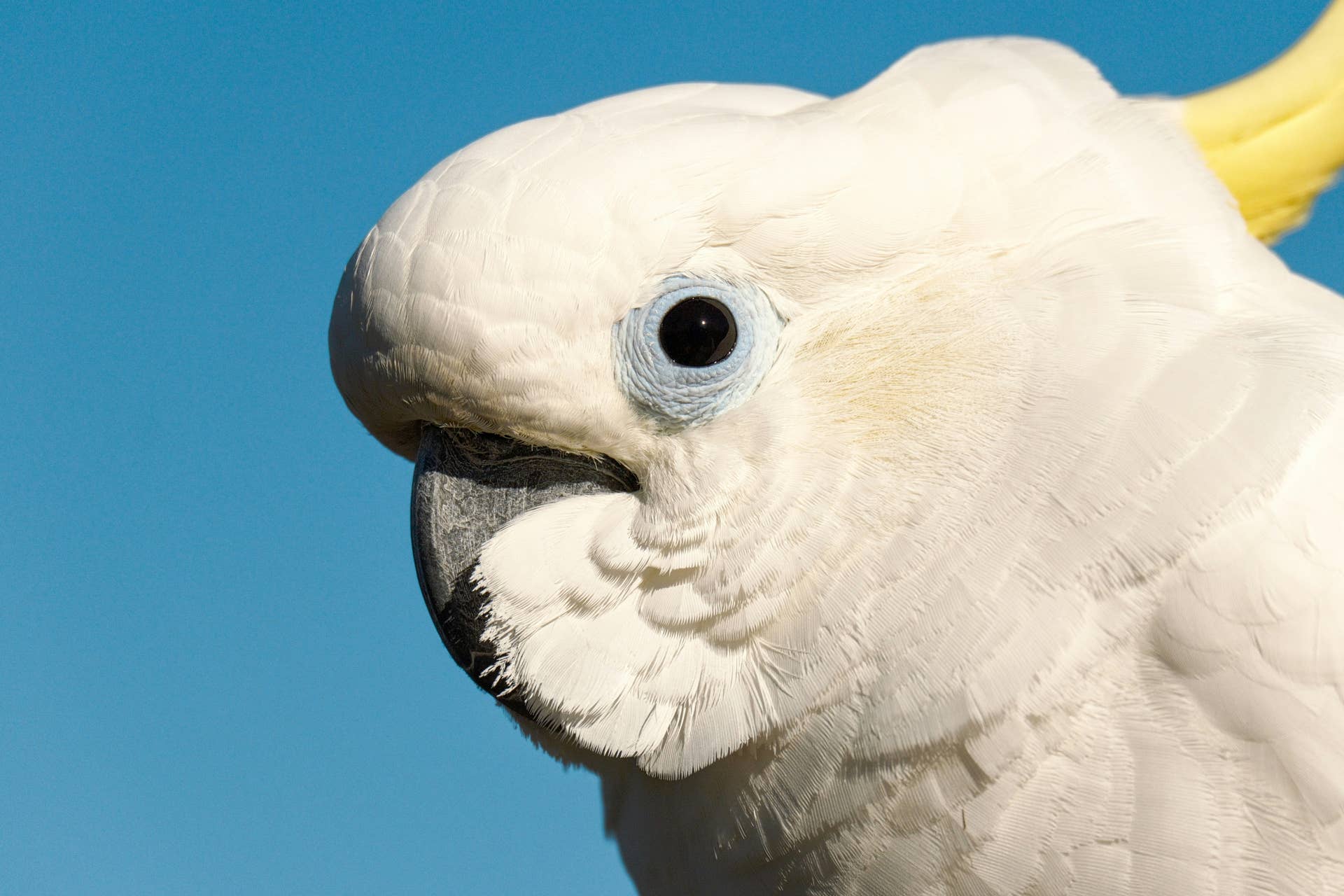 Devoted Cockatoo Nursing Sick Mom Back to Health Is Too Precious ...