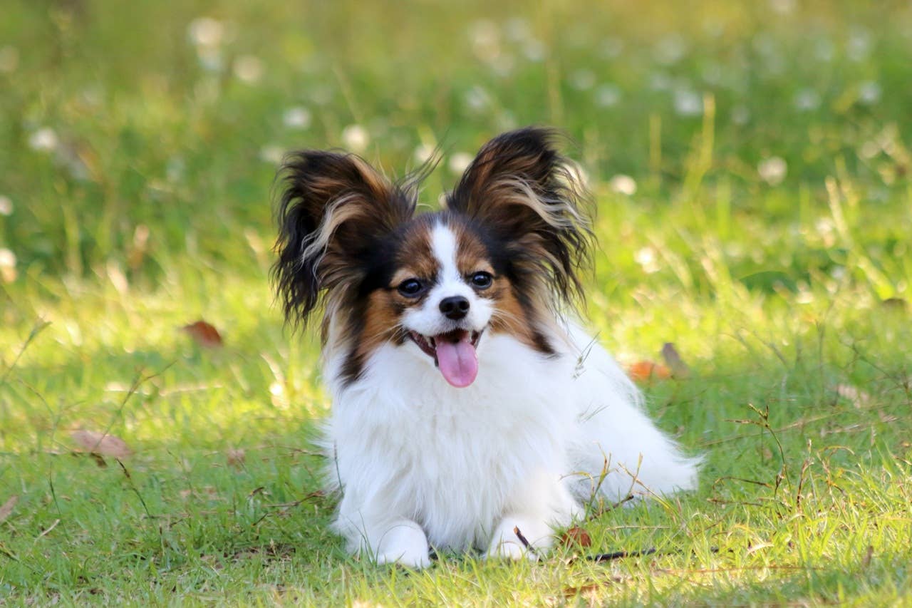 7 of the Prettiest Dog Breeds You'll Ever Meet, Say Experts - Parade Pets