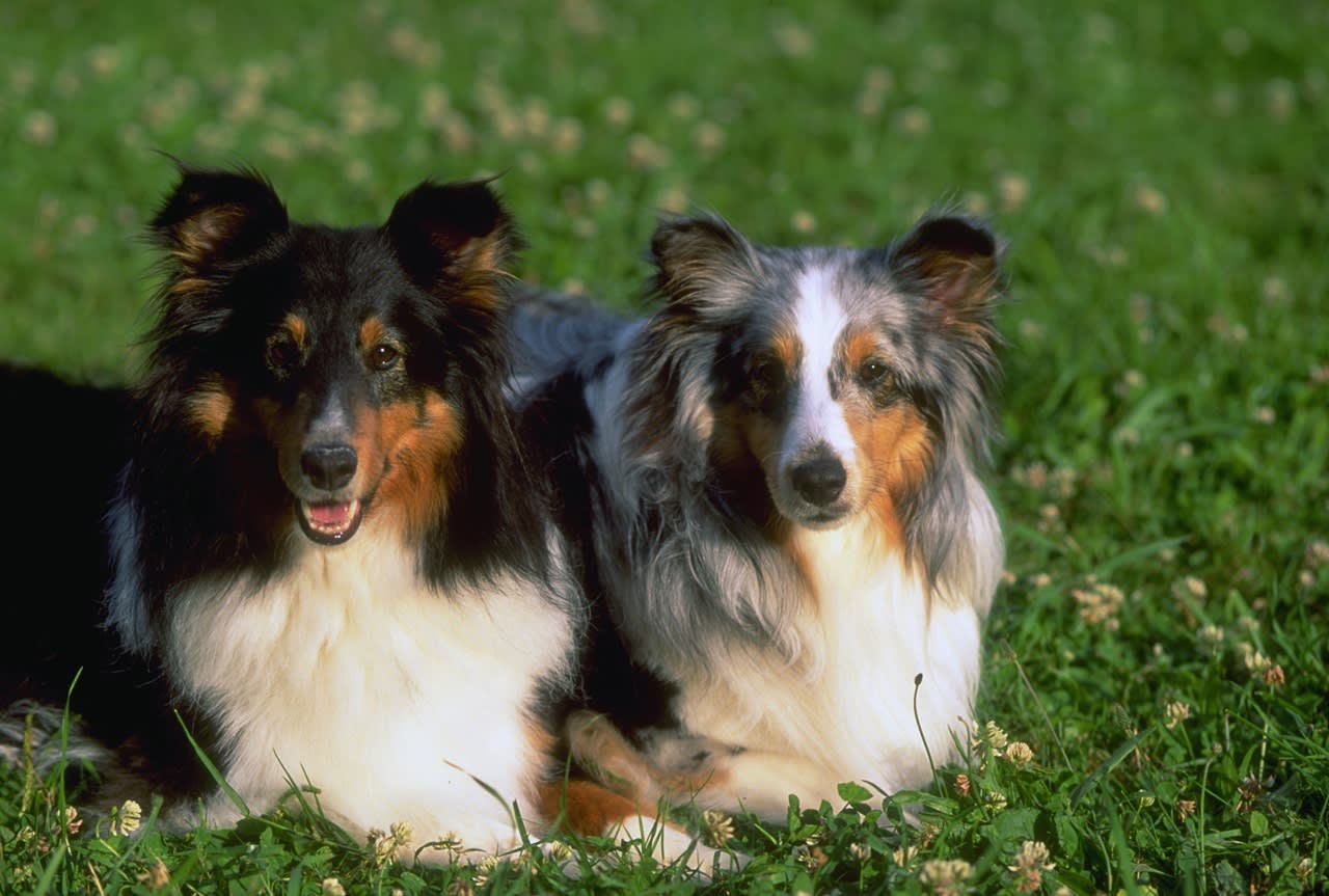 7 of the Prettiest Dog Breeds You'll Ever Meet, Say Experts - Parade Pets