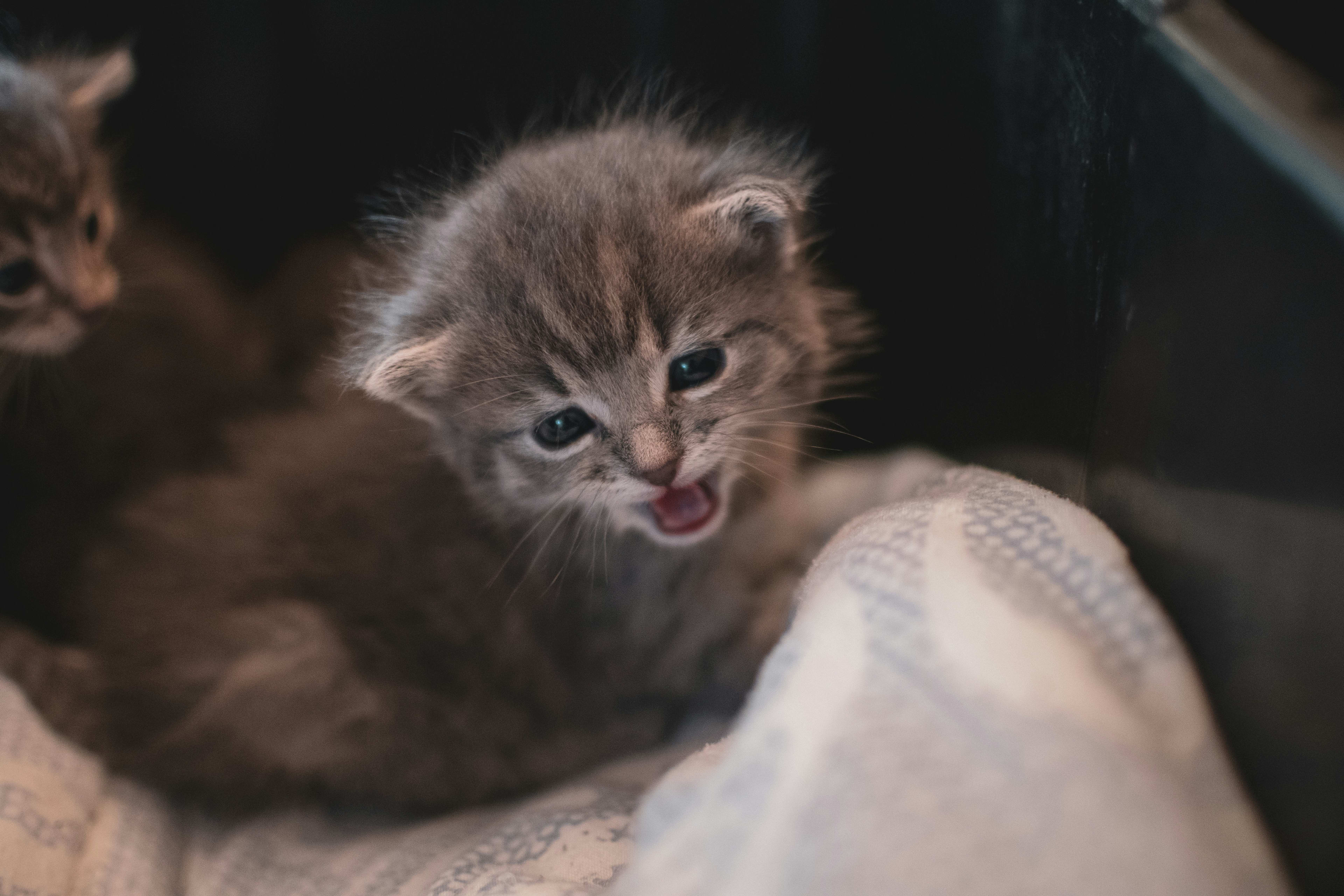 Pouty Maine Coon Kitten 'Stealing Hearts' Looks Exactly Like Eddie ...