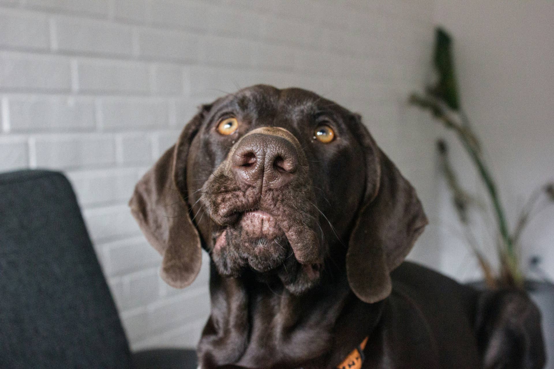 Chocolate Labrador Teaches Human Baby To Howl in Absolutely Precious ...