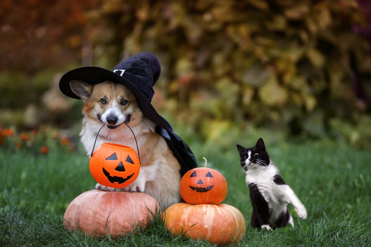 80+ Halloween Dog and Cat Jokes That Are Scary Cute - Parade Pets
