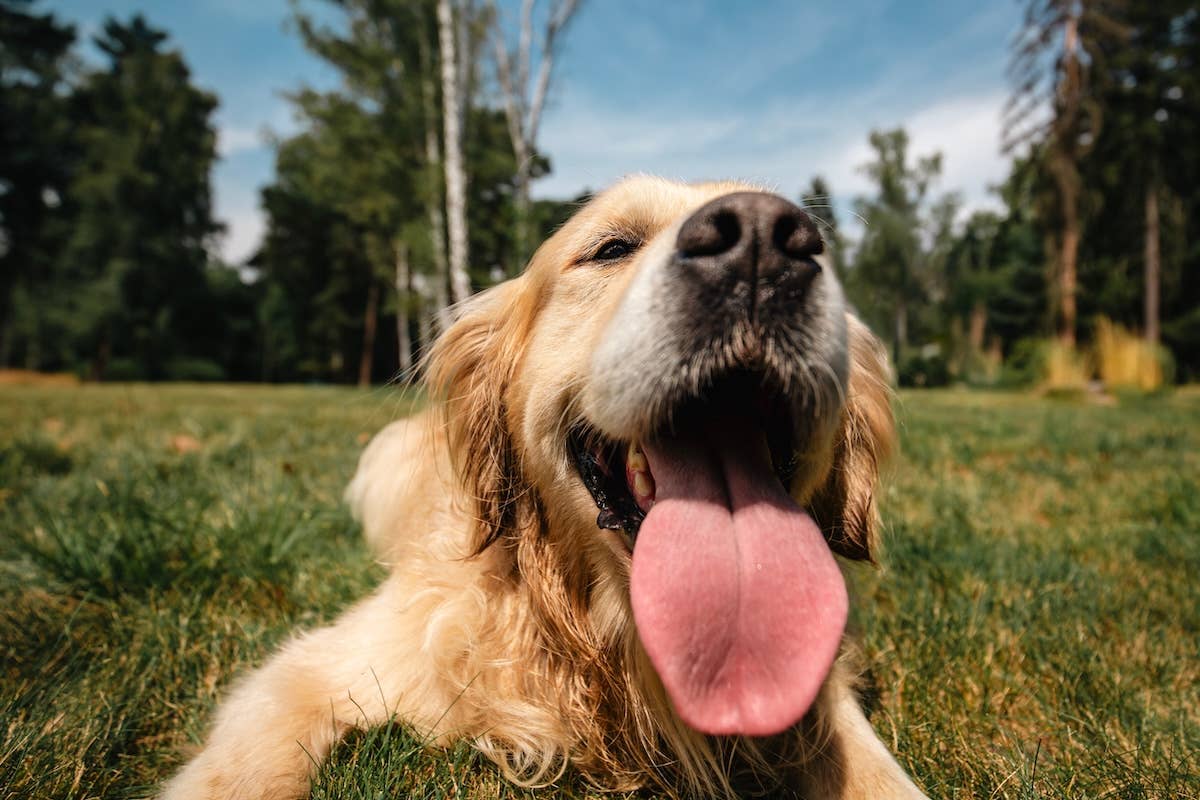 Golden Retriever ‘Protects’ Most Surprising Baby Sister - Parade Pets