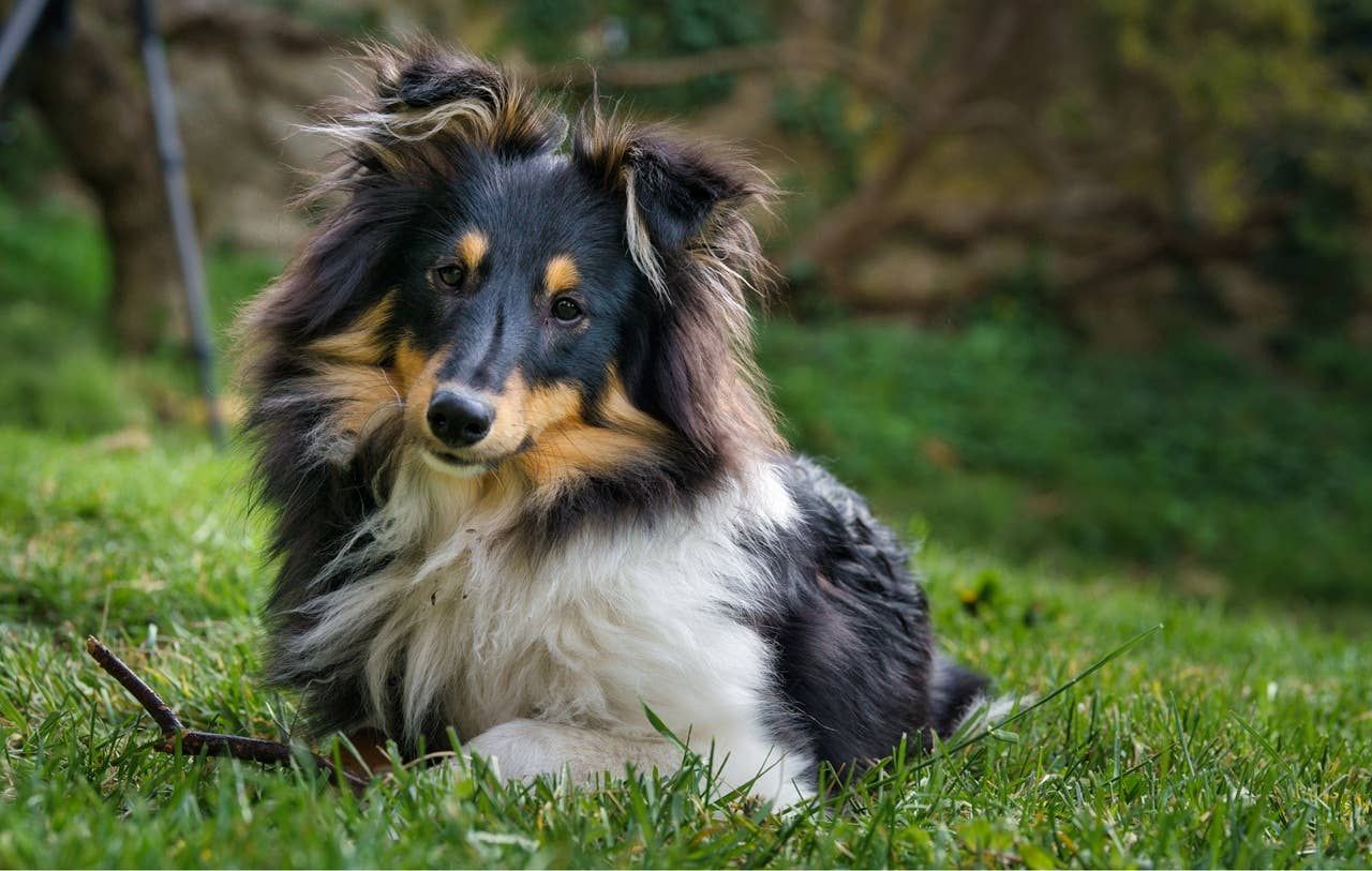 Meet the 7 Most Obedient Dog Breeds Ever, Per Experts - Parade Pets