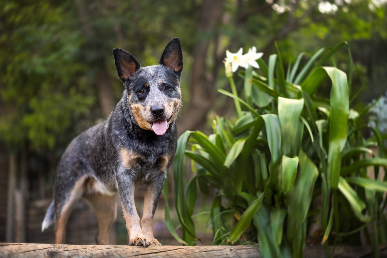 Meet the 7 Most Obedient Dog Breeds Ever, Per Experts - Parade Pets