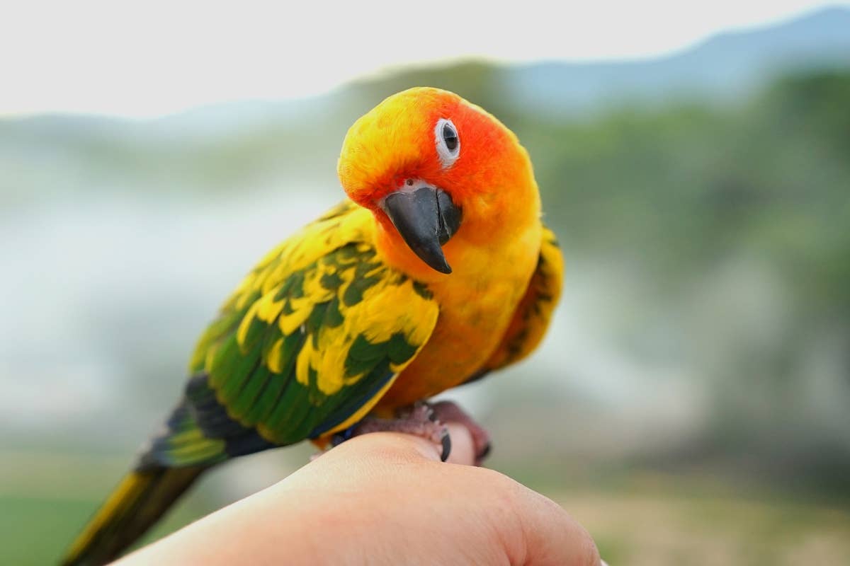 Parrot Being an 'Ultra-Bad Boy' Will Totally Make Your Day - Parade Pets