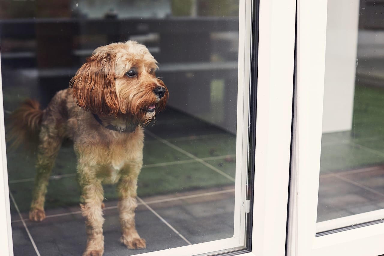 How to Keep Your Dog From Jumping on Guests at Thanksgiving - Parade Pets