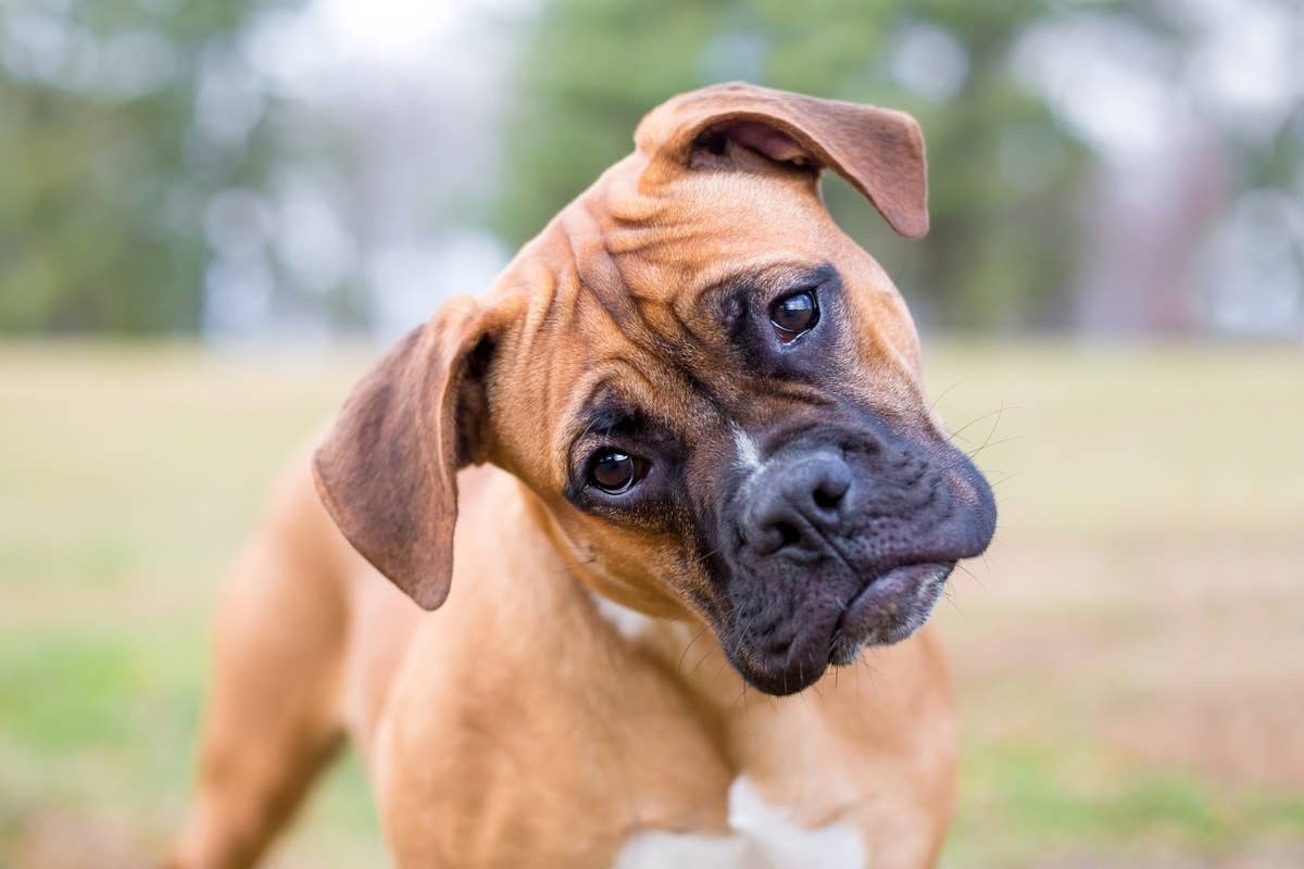 Boxer’s Sweet Curiosity Over Scented Candle Is Too Cute - Parade Pets