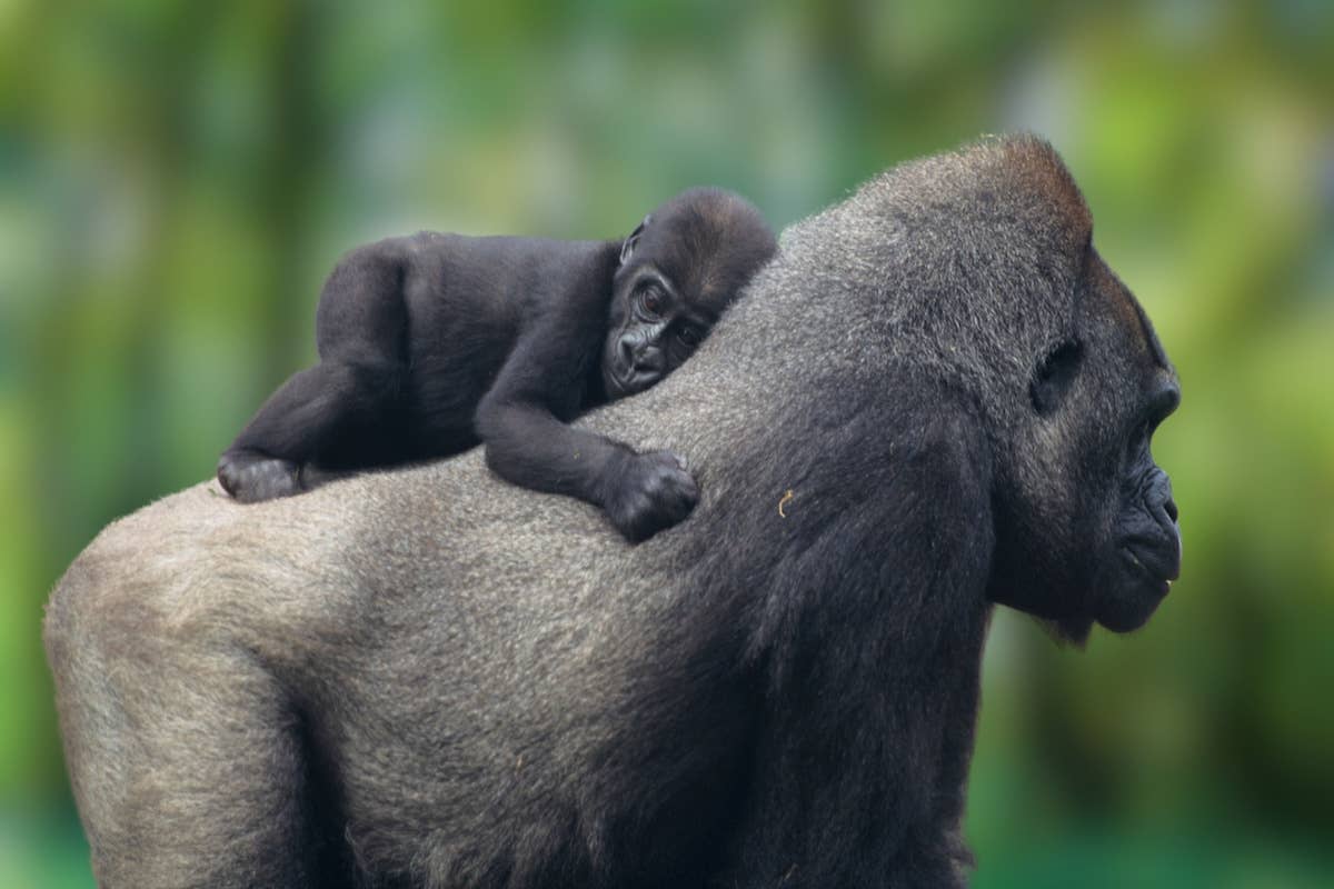 Gorilla Parents Proudly Show Off Their Adorable New Baby - Parade Pets