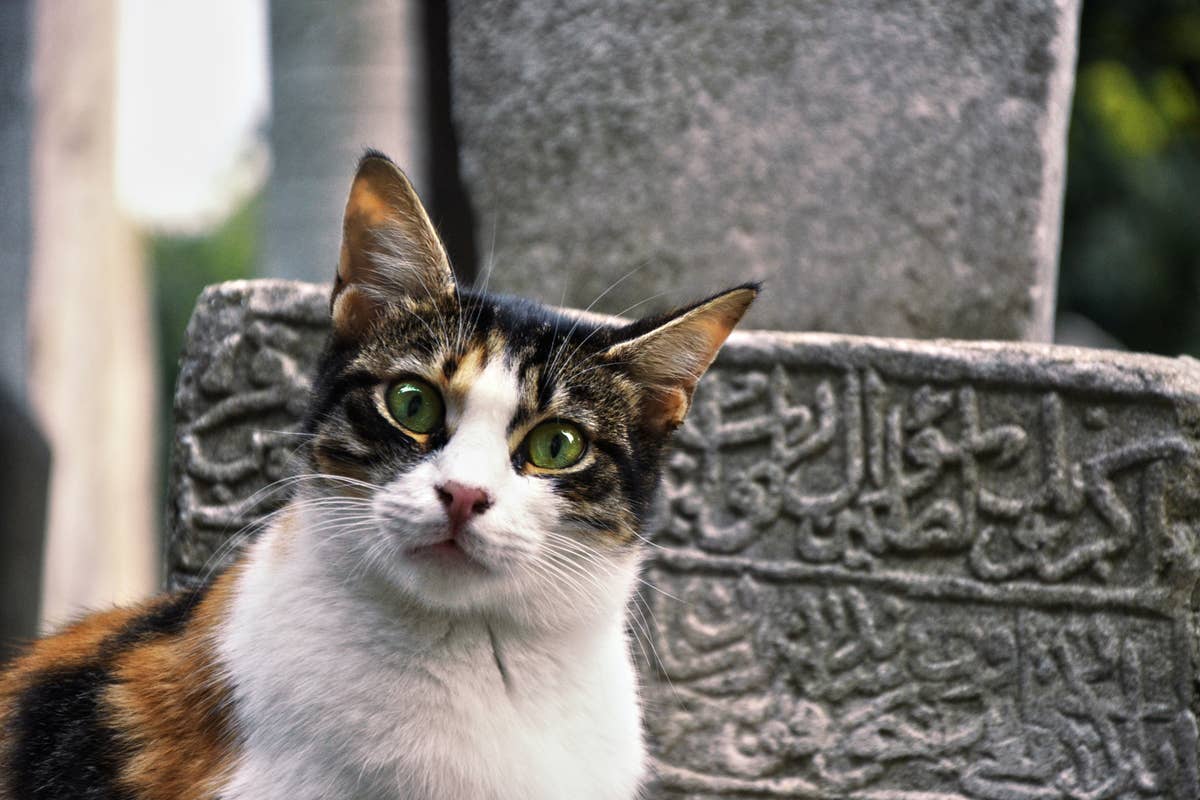 Stray Cat Mysteriously Appears at Pet Gravesite To Comfort Grieving ...