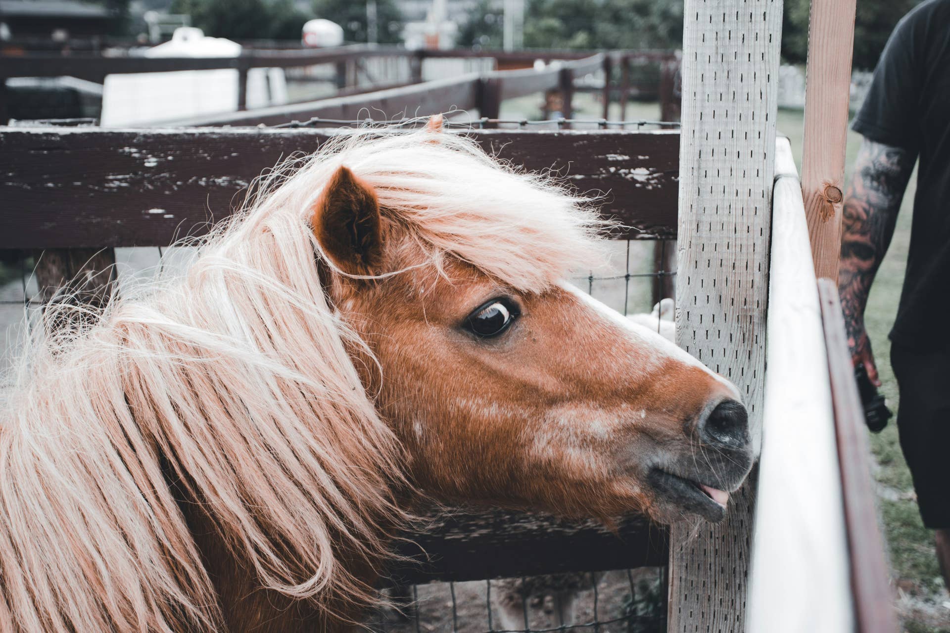 Miniature Horse Who 'Loves To Party' Performs Cutest Routine - Parade Pets