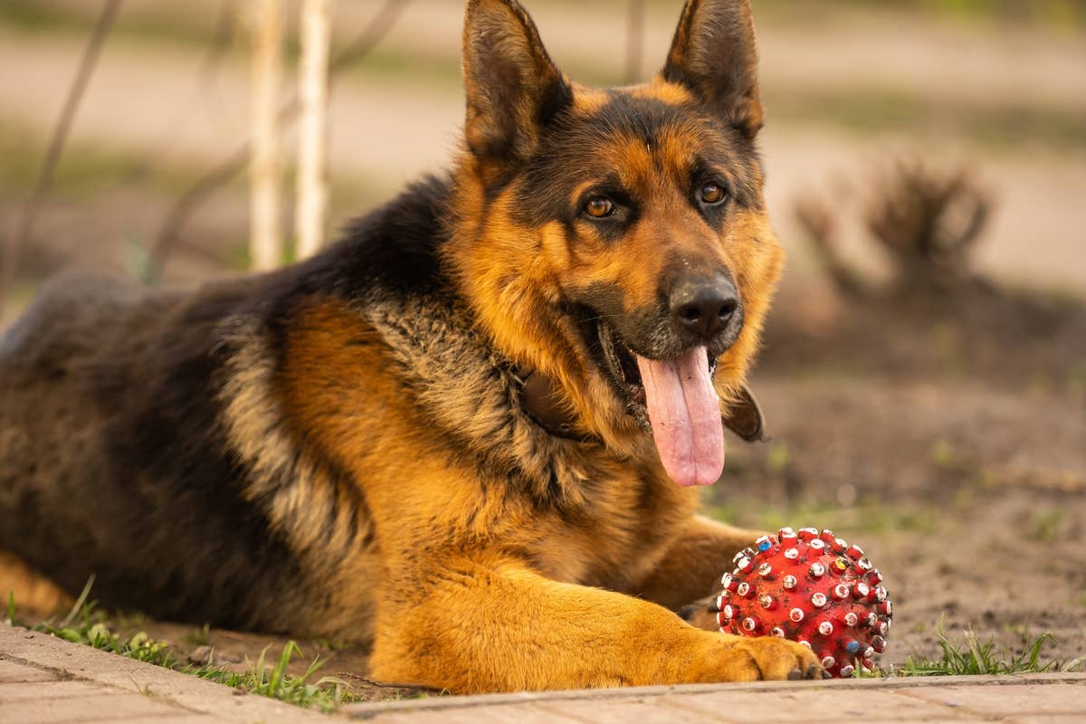 Gentle German Shepherd Teaching Toddler Sibling To Play Fetch Is the ...