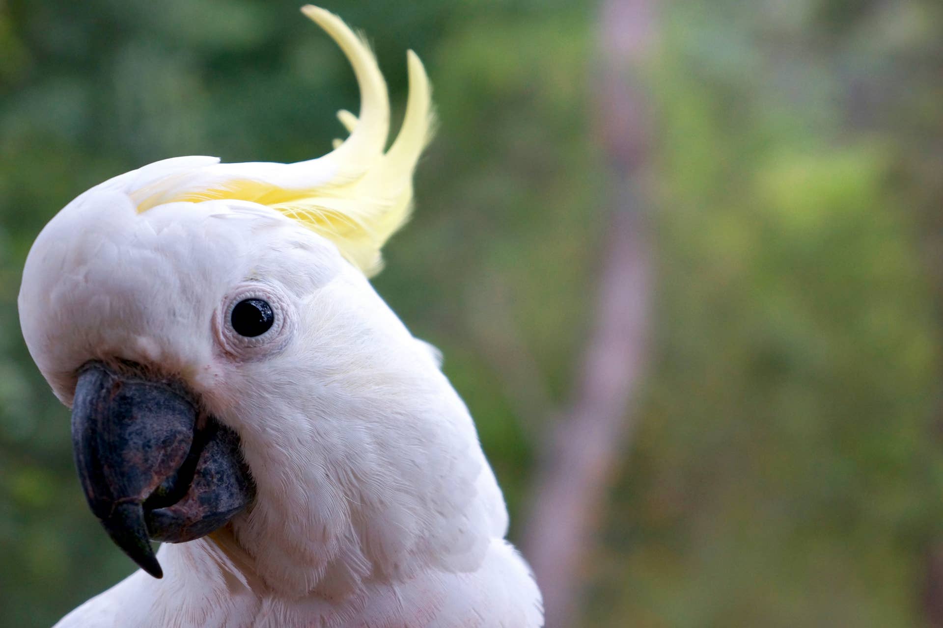 'Staff' Cockatoo Acts Busy for the Boss Like a Star Employee - Parade Pets