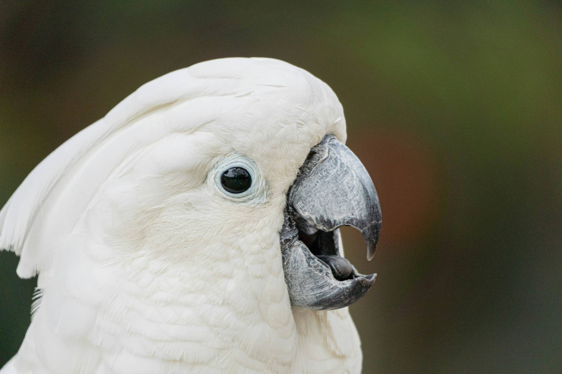 Cockatoo Who 'Stole Mom's Man' Offers Cutest Warning To Leave Them ...