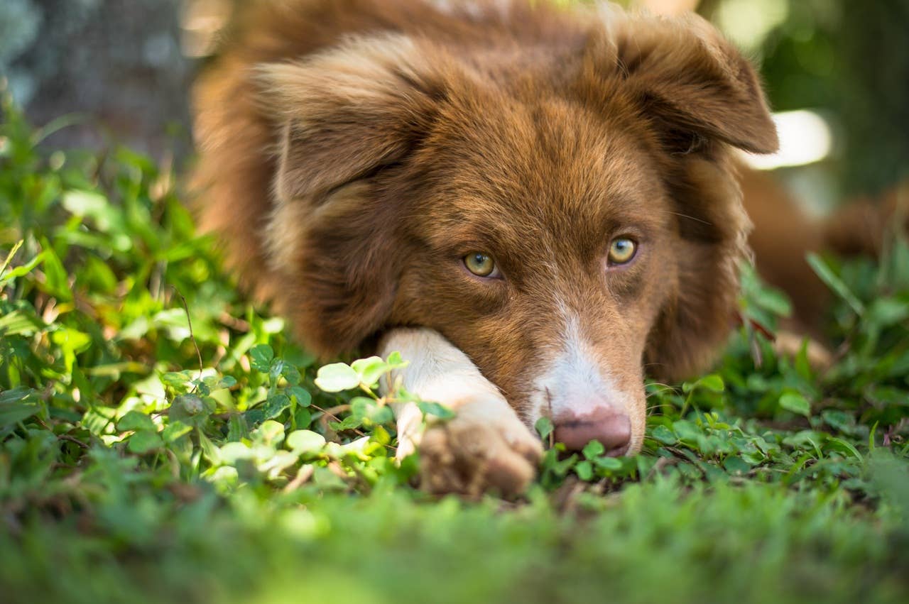6 Dog Breeds With Green Eyes - Parade Pets