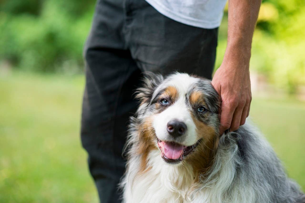 8 Words That Make Your Dog Feel Loved, Says a Trainer - Parade Pets
