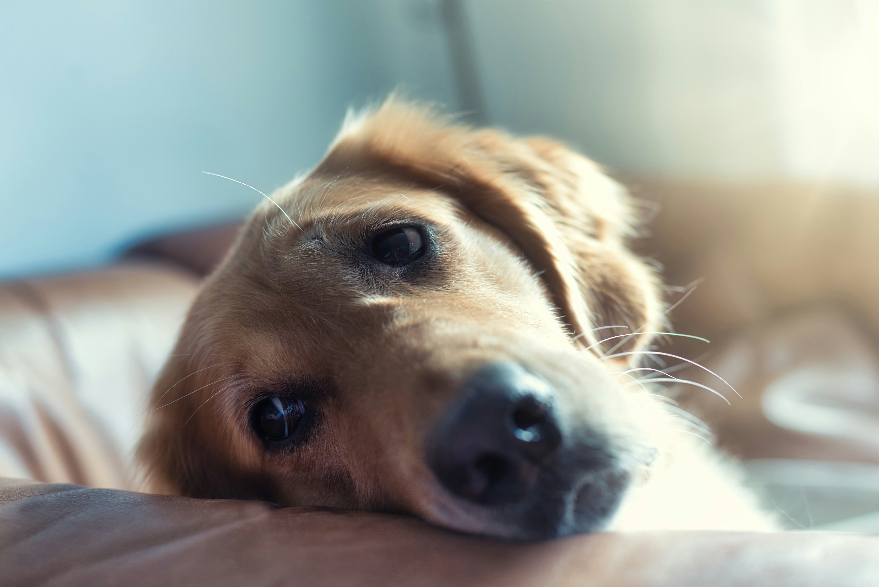 Golden Retriever's Lonely Pout While Human Is Away Will Break Any Heart ...