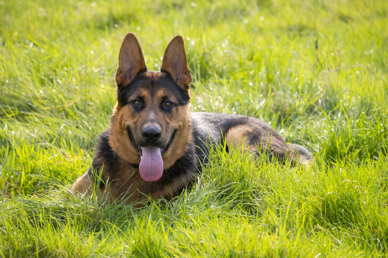 7 Best Dog Breeds for Single Women, Recommended by Experts - Parade Pets