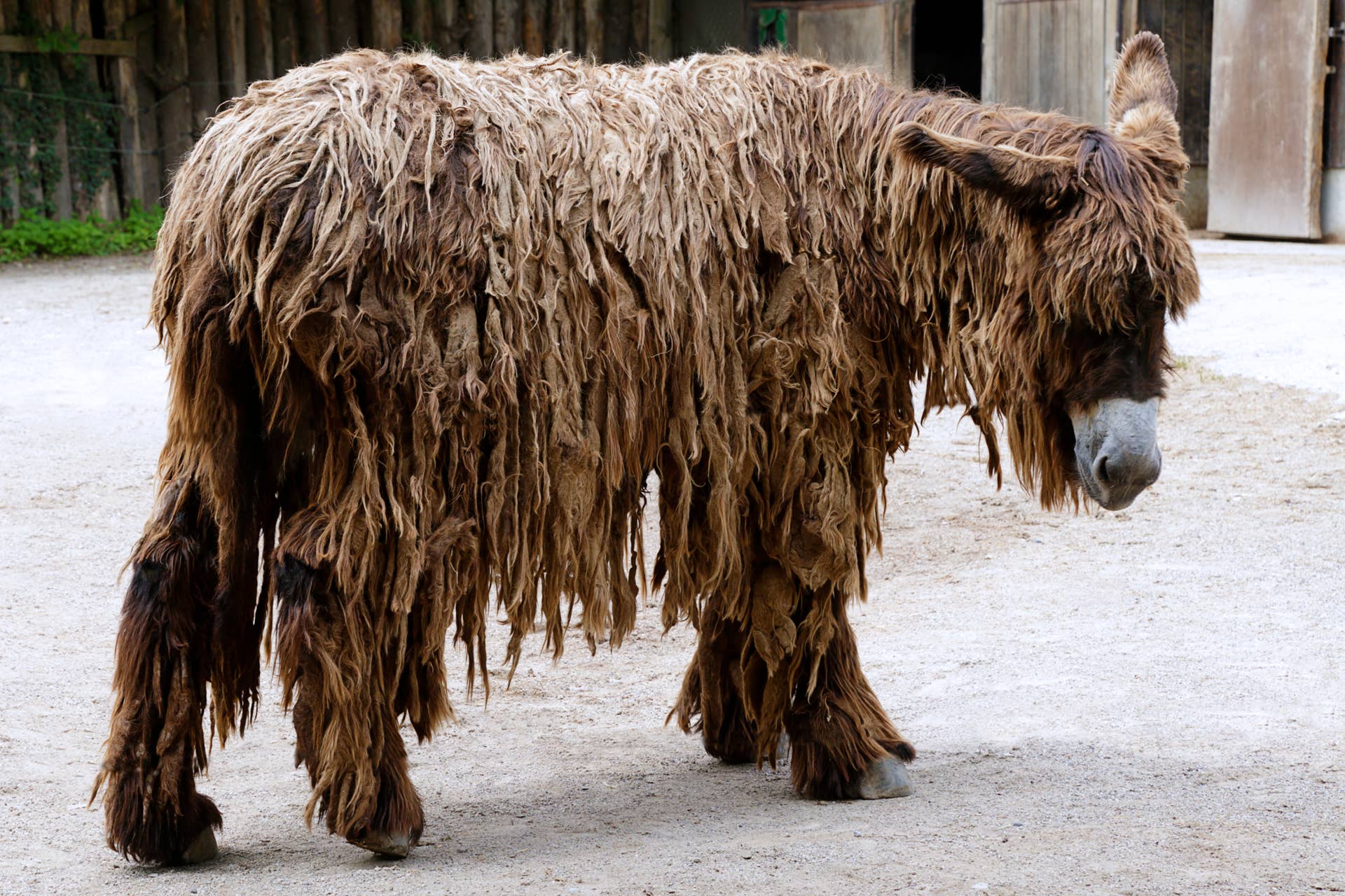 Rare Donkey Looks Like She Needs to Be 'Plucked' or 'Waxed' - Parade Pets
